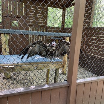 CAROLINA RAPTOR CENTER - Updated December 2025 - 178 Photos & 81 ...