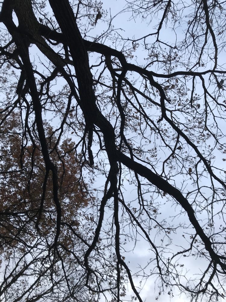 TRUE VINE TREE CARE - Updated July 2025 - Lonsdale, Minnesota - Tree ...