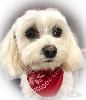 BOSS THE PET CONNECTION - Updated May 2025 - 812 Photos & 91 Reviews ...