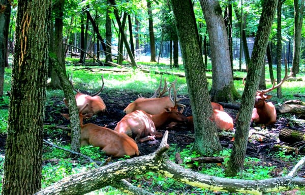 NED BROWN FOREST PRESERVE - Updated October 2025 - 109 Photos - 46 ...