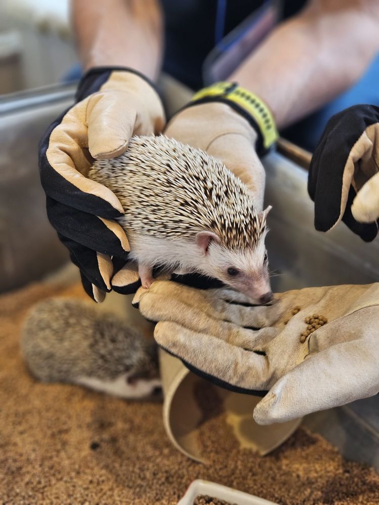 HEDGEHOG CAFE HARRY HARAJUKU - Updated October 2025 - 501 Photos & 80 ...