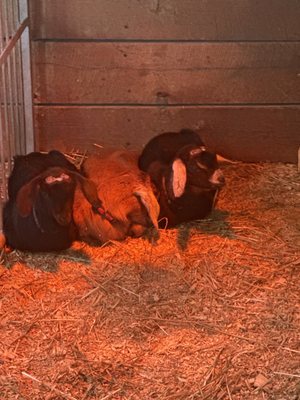 FRYING PAN FARM PARK - Updated January 2026 - 374 Photos & 101 Real ...