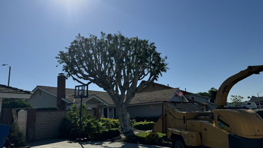 MIGUEL TREE SERVICE - Updated May 2026 - 22 Photos & 15 Reviews ...