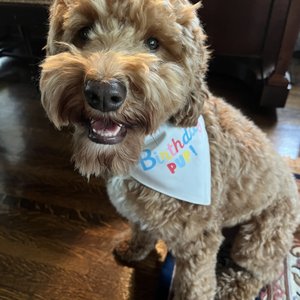 THE DOG BARBER - 147 Photos & 216 Reviews - 1903 Market St, San ...