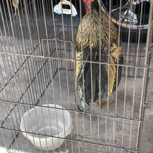 MANI BROTHERS REAL ESTATE - Updated July 2025 - 9200 W Sunset Blvd ...