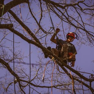 LUCAS TREE EXPERTS - Updated August 2025 - 25 Photos - 636 Riverside St ...