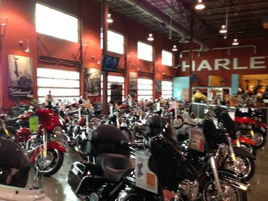 Horney Toad Harley Davidson
