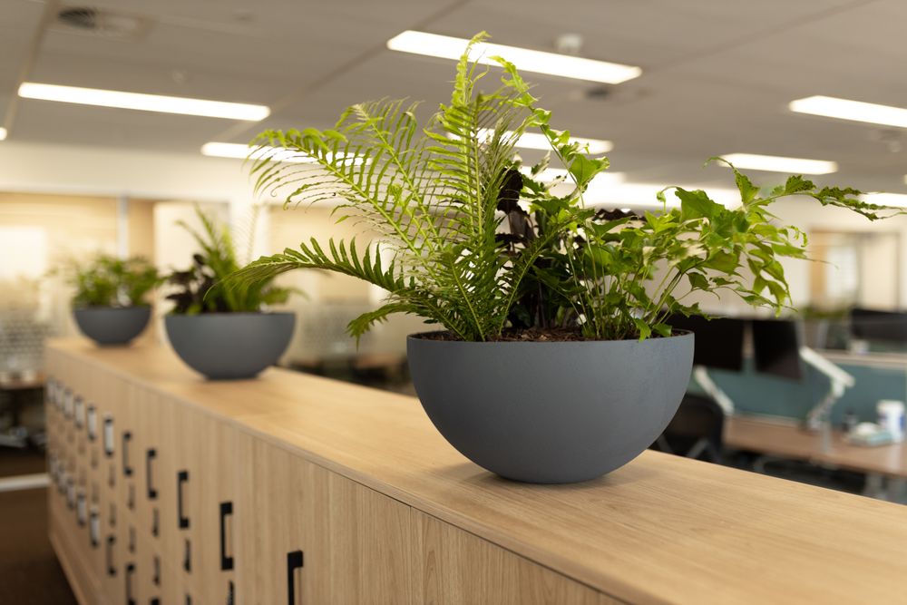 GREEN DESIGN INDOOR PLANT HIRE - Updated March 2025 - 10 Photos - 50B ...