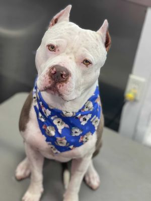 Dirk Butchko Pro Vet, 4375 Van Buren Blvd, Riverside, CA, Veterinarians ...