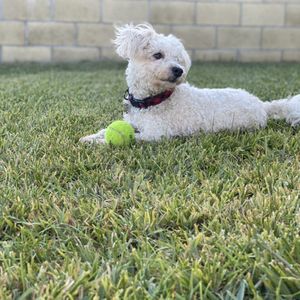 SOUTHEAST AREA ANIMAL CONTROL AUTHORITY - 176 Photos & 363 Reviews ...