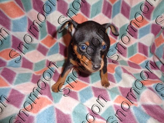 SNOMOON MINIATURE PINSCHERS - Updated April 2025 - Request Consultation ...