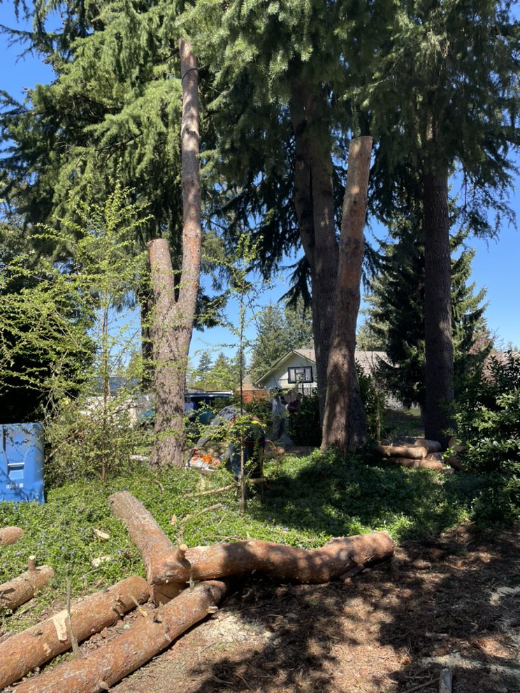 T&S TREE CARE - Updated December 2025 - 21 Photos - Portland, Oregon ...