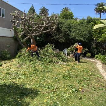 AFFORDABLE TREE CARE - 1500 Reviews & 1600 Photos - Los Angeles ...