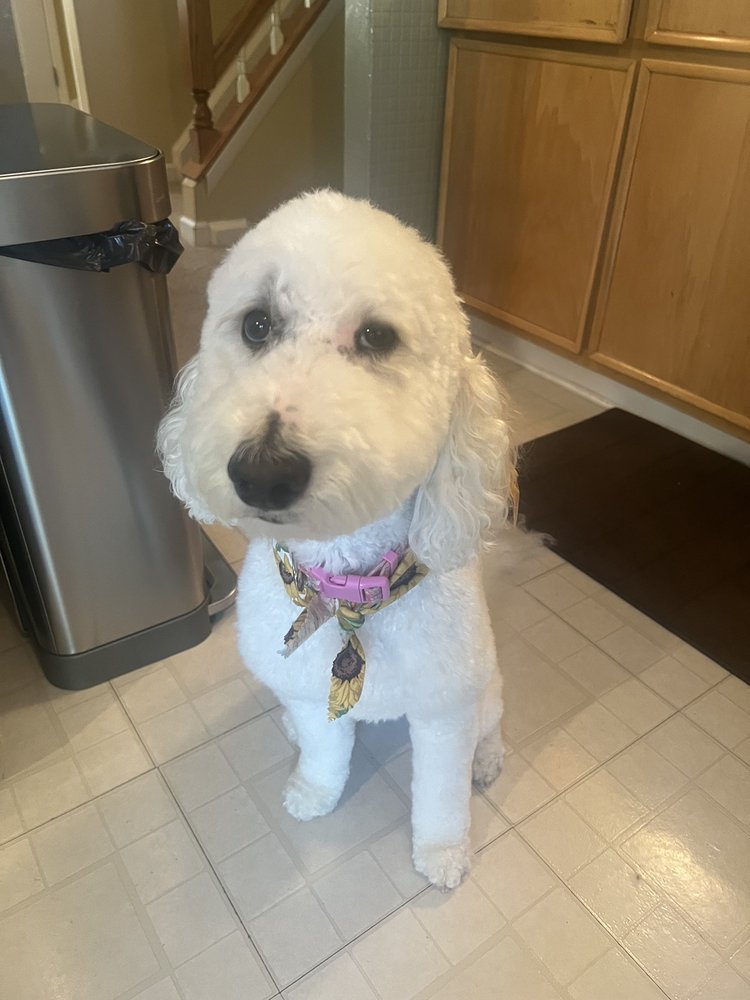 ANIMAL HOSPITAL OF STREAMWOOD - Updated December 2025 - 11 Photos & 42 ...