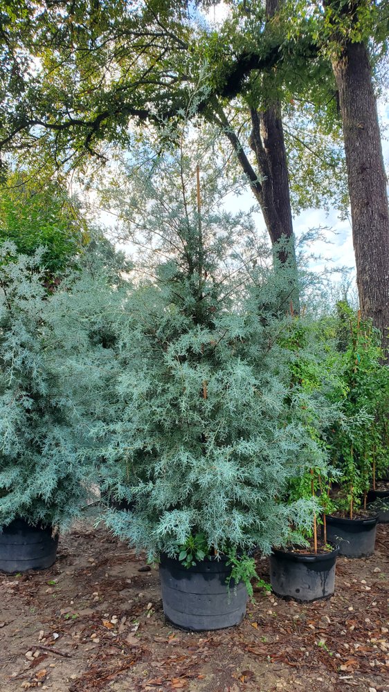 LA ESCONDIDA TREE FARM - Updated December 2025 - 31 Photos - 30101 ...