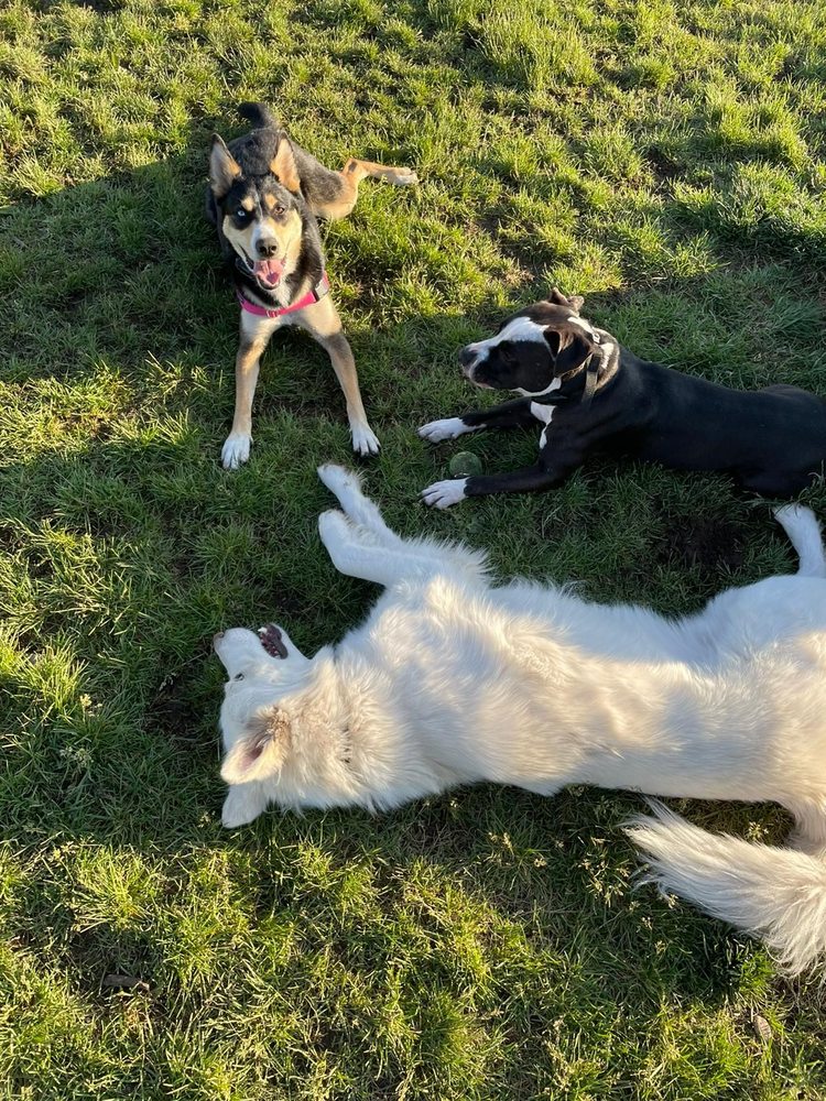 THE CANINE MIND - Updated January 2026 - 54 Photos & 51 Reviews - 1538 ...