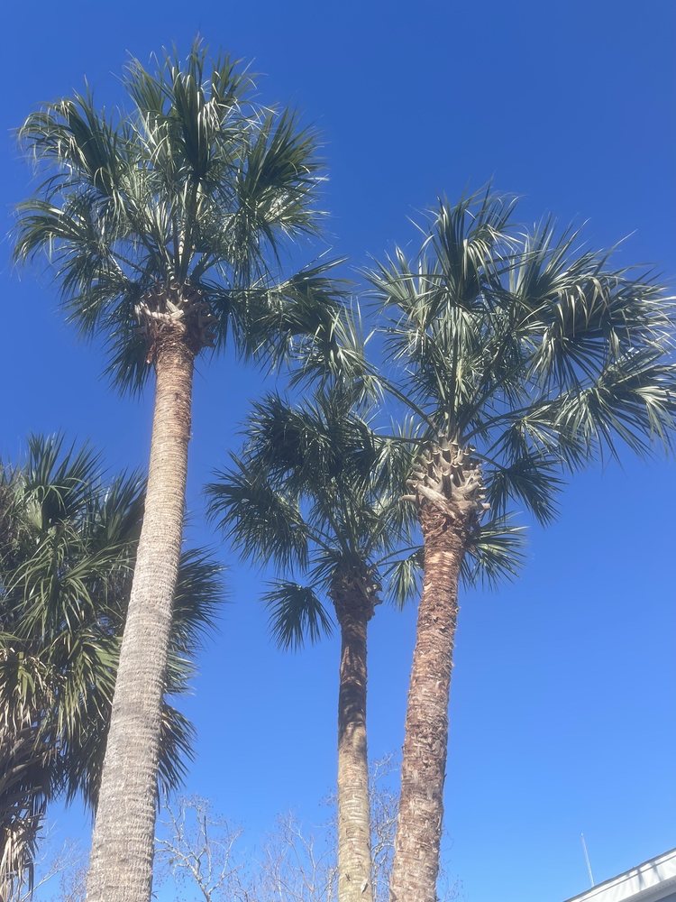 OPRE’S TREE SERVICE - Updated November 2025 - 18 Photos - Port Orange ...