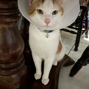 CASTRO VALLEY ANIMAL HOSPITAL - 65 Photos & 263 Reviews - 2837 Castro ...