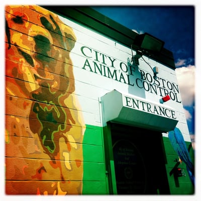 CITY OF BOSTON ANIMAL CONTROL AND ADOPTION CENTER - Updated May 2026 ...