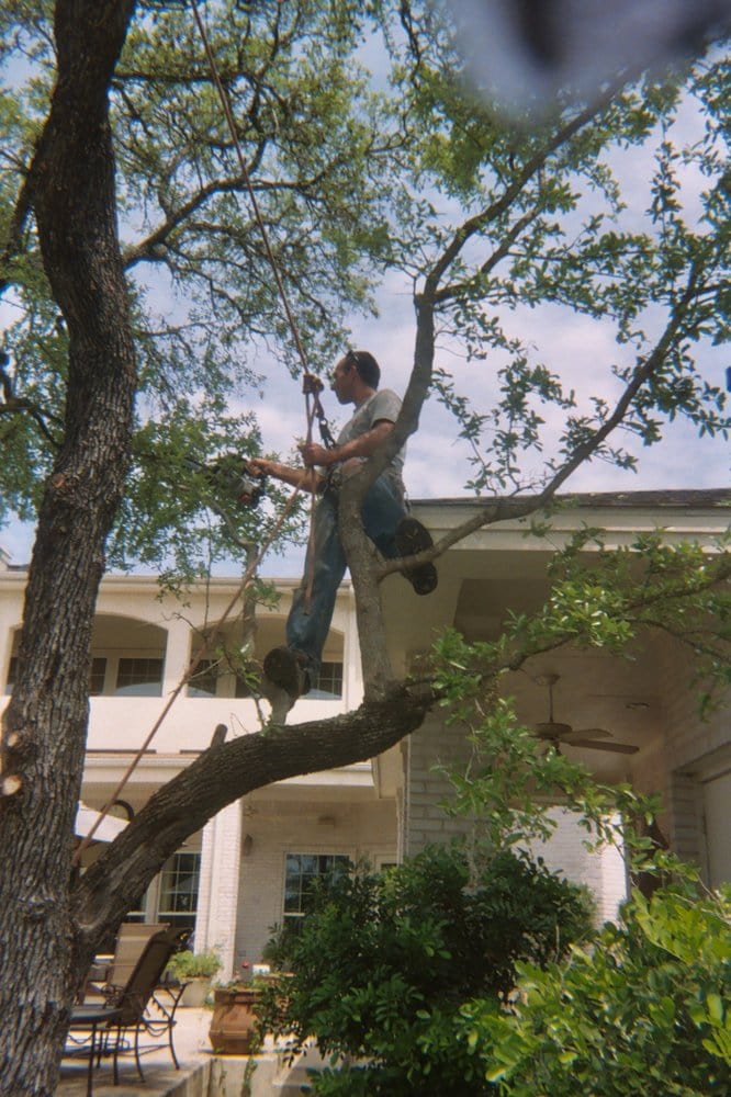 ABSOLUTE TREES - Updated April 2025 - 402 Cloudview Dr, Austin, Texas ...