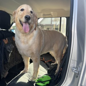 PAWS R US - 47 Photos & 27 Reviews - 7955 N Cedar Ave, Fresno ...