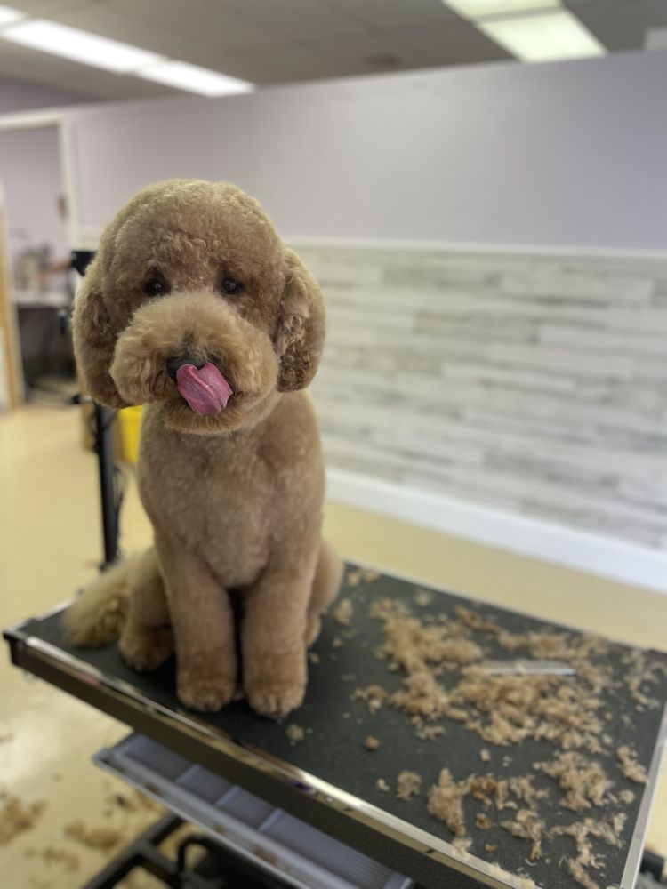 TRENDY PAWS PET SPA - 14 Photos - 751 Northlake Blvd, North Palm Beach ...