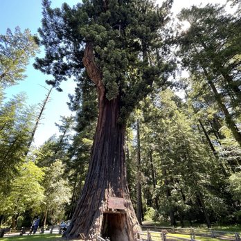 DRIVE-THRU TREE - Updated December 2025 - 587 Photos & 201 Reviews ...