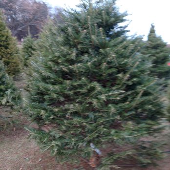 BROADVIEW CHRISTMAS TREE - Updated December 2025 - 28 Photos & 19 ...