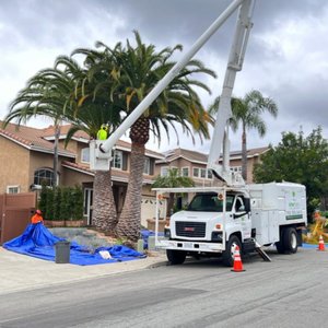 VISTA TREE SERVICE - Updated September 2025 - 30 Photos & 62 Reviews ...