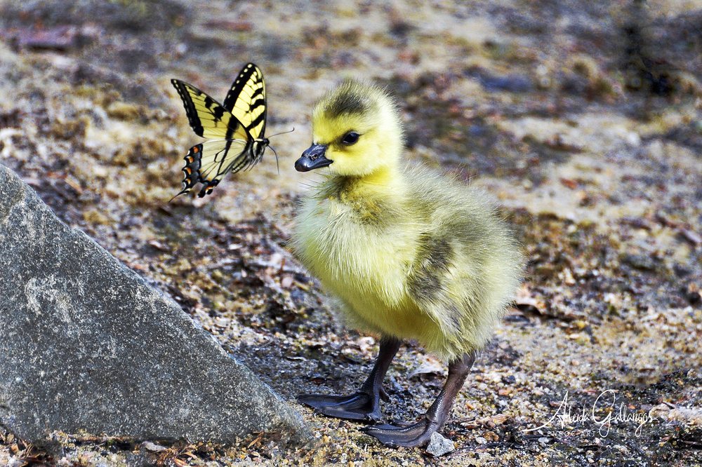 BURKE LAKE PARK - 613 Photos & 192 Reviews - 7315 Ox Rd, Fairfax ...