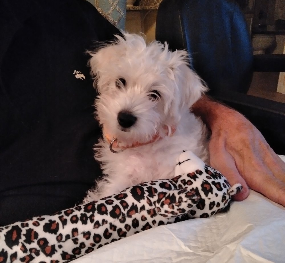 FOLEY VETERINARY HOSPITAL - Updated July 2025 - 21 Photos & 13 Reviews ...