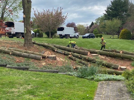 STROBERT TREE SERVICES - Updated October 2025 - 28 Photos & 48 Reviews ...