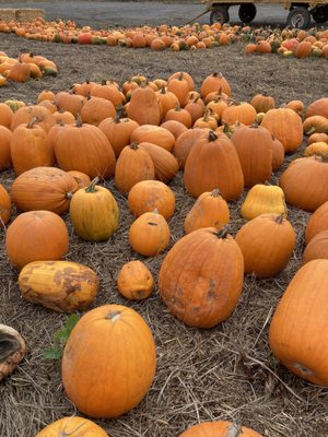 RODONI FARMS - Updated January 2026 - 151 Photos & 34 Reviews - 4444 ...