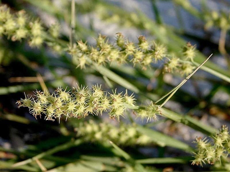 PENNINGTON PARK - Updated October 2025 - 32 Photos & 16 Reviews - 801 ...