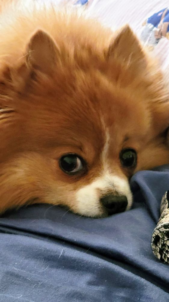 ALFONSO ANIMAL HOSPITAL - Updated August 2025 - 5215 S Dixie Hwy, West ...