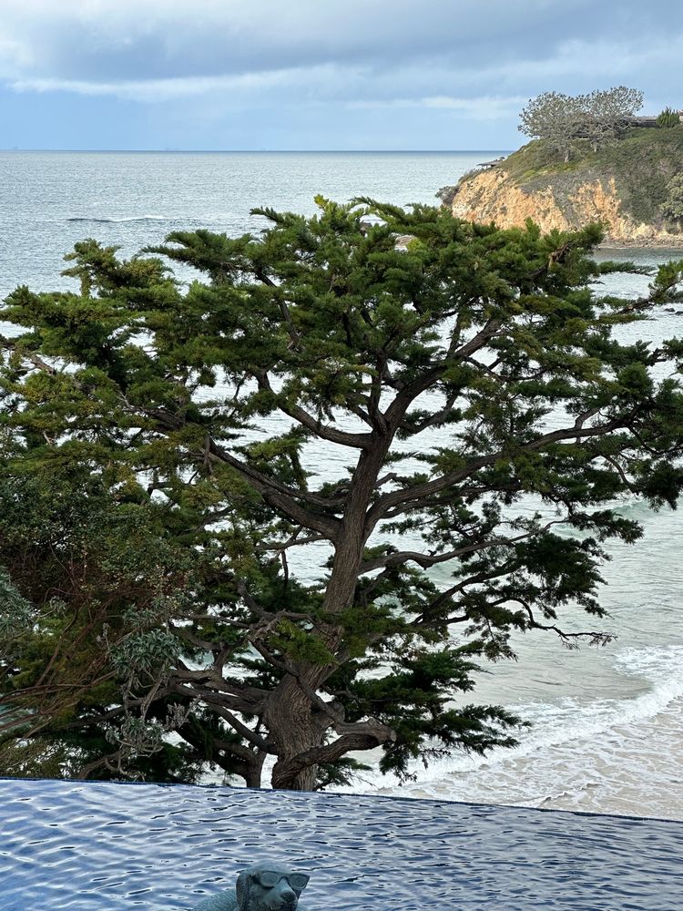 LAGUNA TREE SERVICE & LANDSCAPING - Updated December 2025 - Po Box 4968 ...