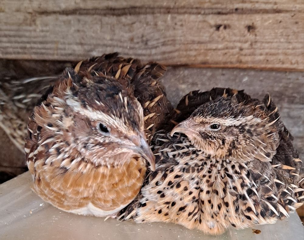 SYKORA HOMESTEAD - Updated July 2025 - 19 Photos - Garland, Texas ...