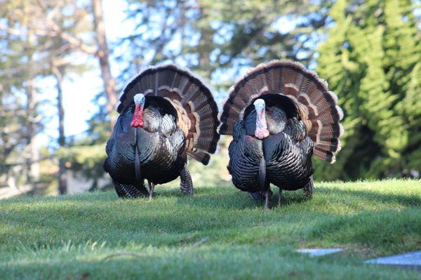 SUNSET VIEW CEMETERY AND MORTUARY - Updated December 2025 - 117 Photos ...