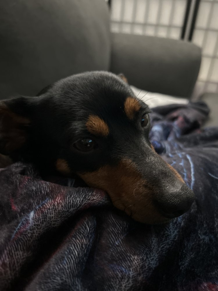 TRENDY PAWS MOBILE DOG GROOMING - Updated August 2025 - San Antonio ...