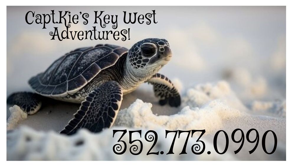 CAPT KIE’S KEY WEST ADVENTURES - Request a Quote - Key West, Florida ...