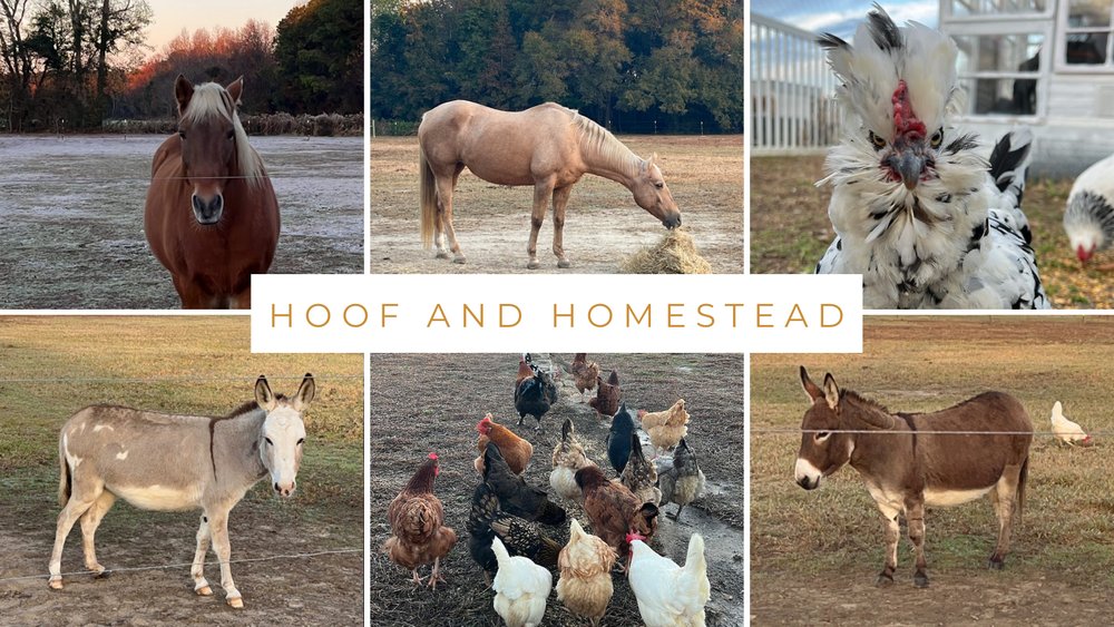 HOOF AND HOMESTEAD - Request a Quote - Green Sea, South Carolina - Pet ...