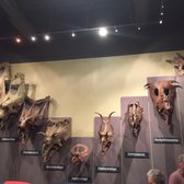 Burpee Museum of Natural History - 37 Photos & 20 Reviews - Museums ...