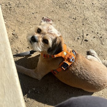 KARMA DOG TRAINING - Updated June 2025 - 627 Photos & 929 Reviews - Los ...