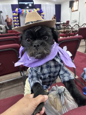 THE PETROPOLITAN - Updated January 2026 - 22 Photos - 101 - 131 9 ...