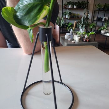 SAFA PLANT - Updated December 2025 - 143 Photos & 59 Reviews - 4165 ...