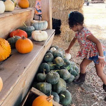 LITTLE FIELD FARMS - Updated January 2026 - 31 Photos & 16 Real Reviews ...