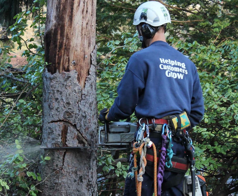 ASHLEY’S TREE CARE - Updated December 2025 - 30 Baywood Road, Etobicoke ...