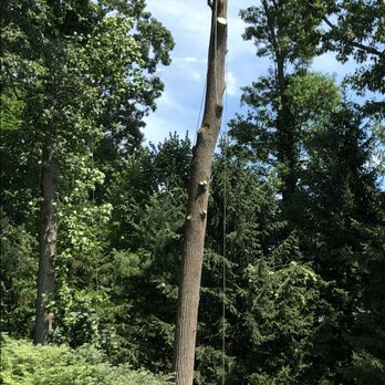 PINE HILL TREE SERVICE - Updated September 2025 - 13 Reviews - 45 ...