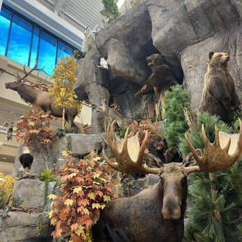 SCHEELS - Updated 2024 - 522 Photos & 89 Reviews - 3199 W Chandler Blvd ...