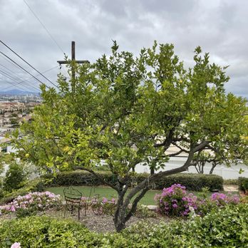 ALL ACCESS TREE CARE - Updated August 2024 - 175 Photos & 270 Reviews ...